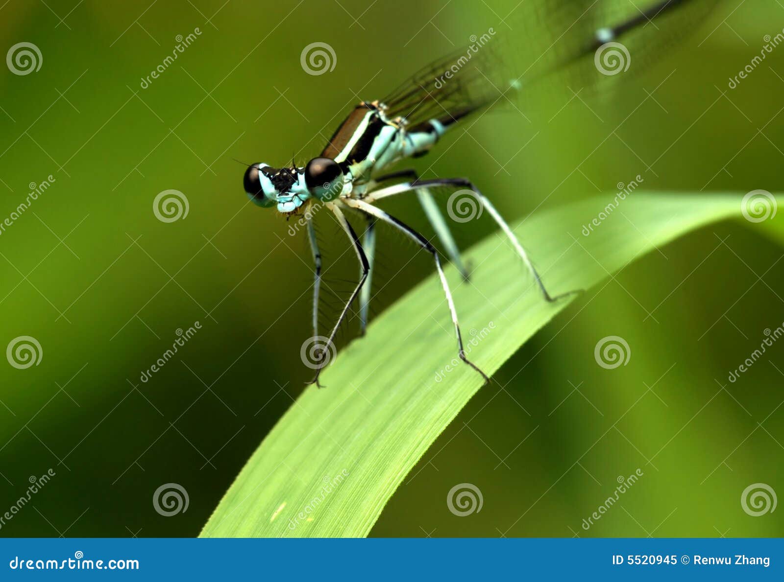Dragonfly s face stock image. Image of dragonfly, kind - 5520945