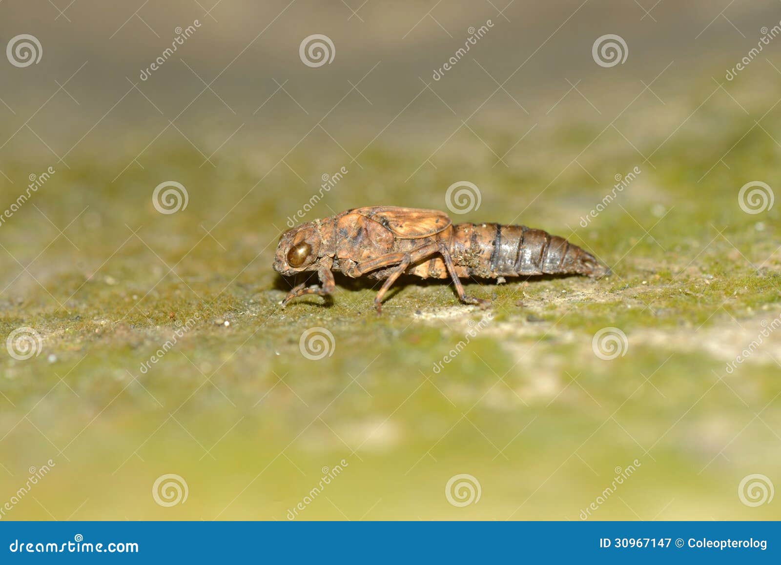 Dragonfly s larva skin stock image. Image of wildlife - 30967147