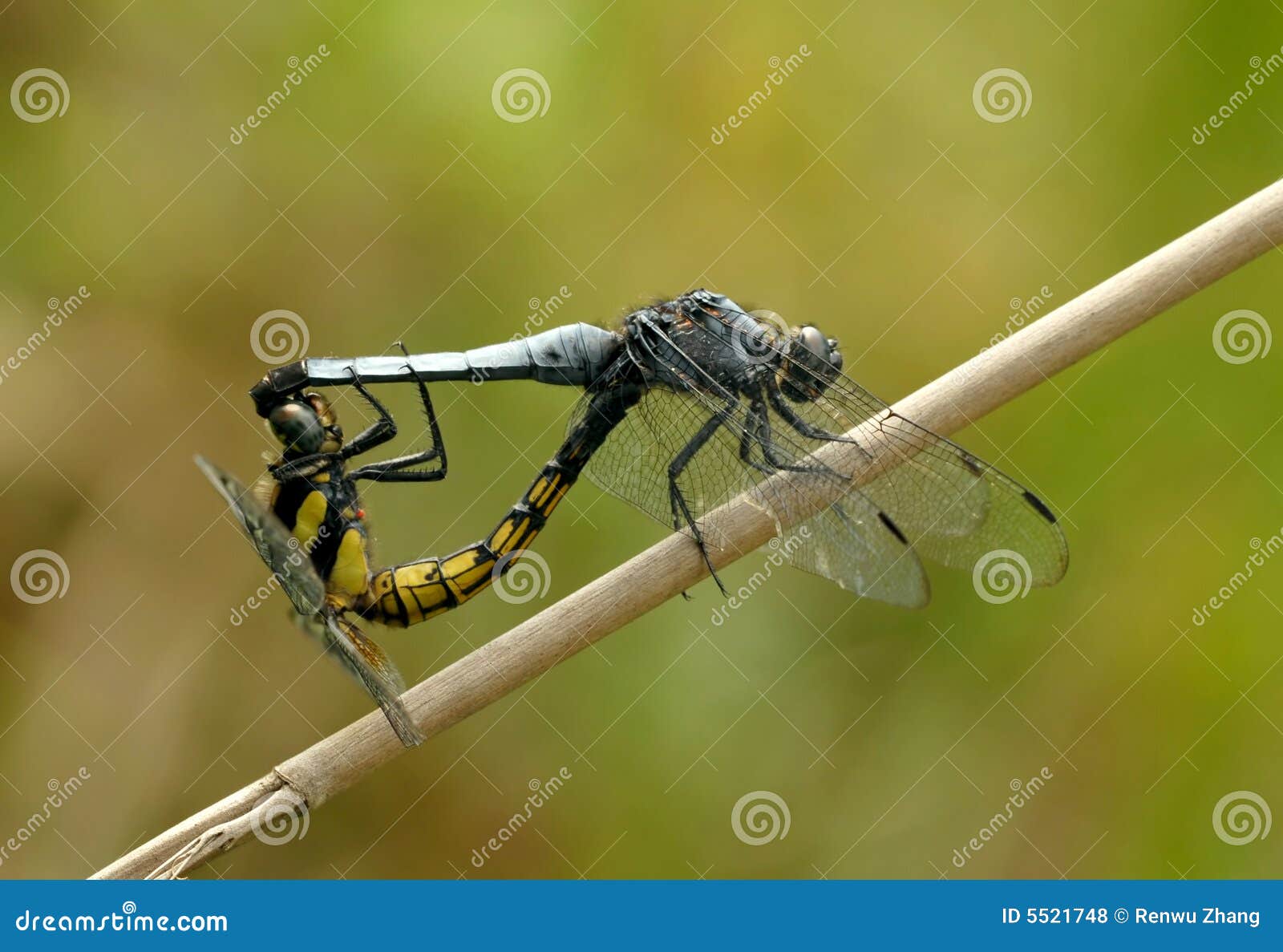 Dragonfly s love stock photo. Image of dragonfly, kind - 5521748