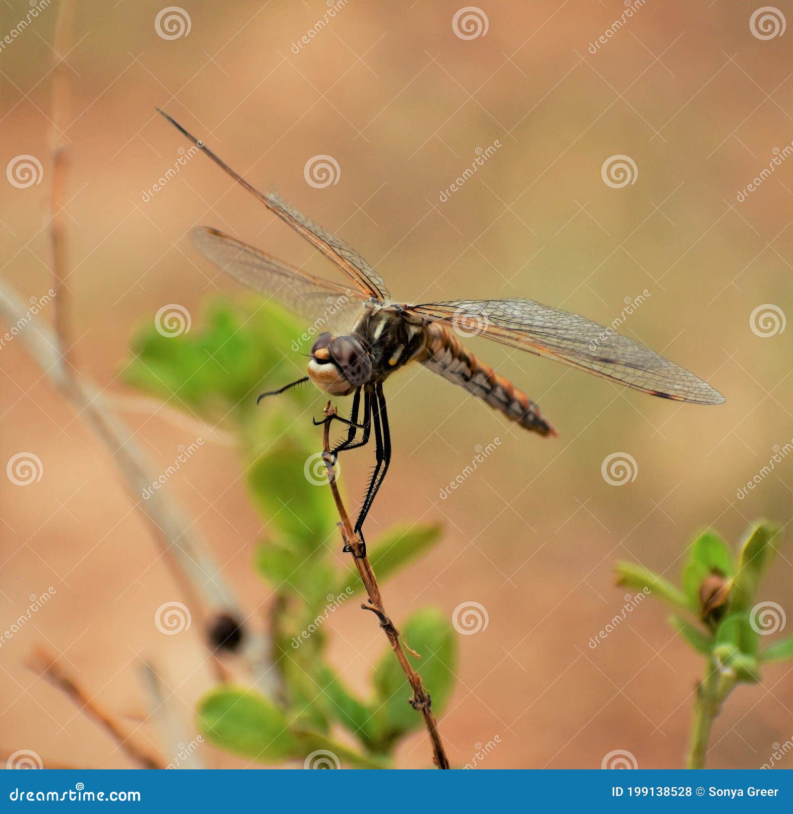 Dragonfly On A Bush Leaf Over Water With Subjective Sight And In ...