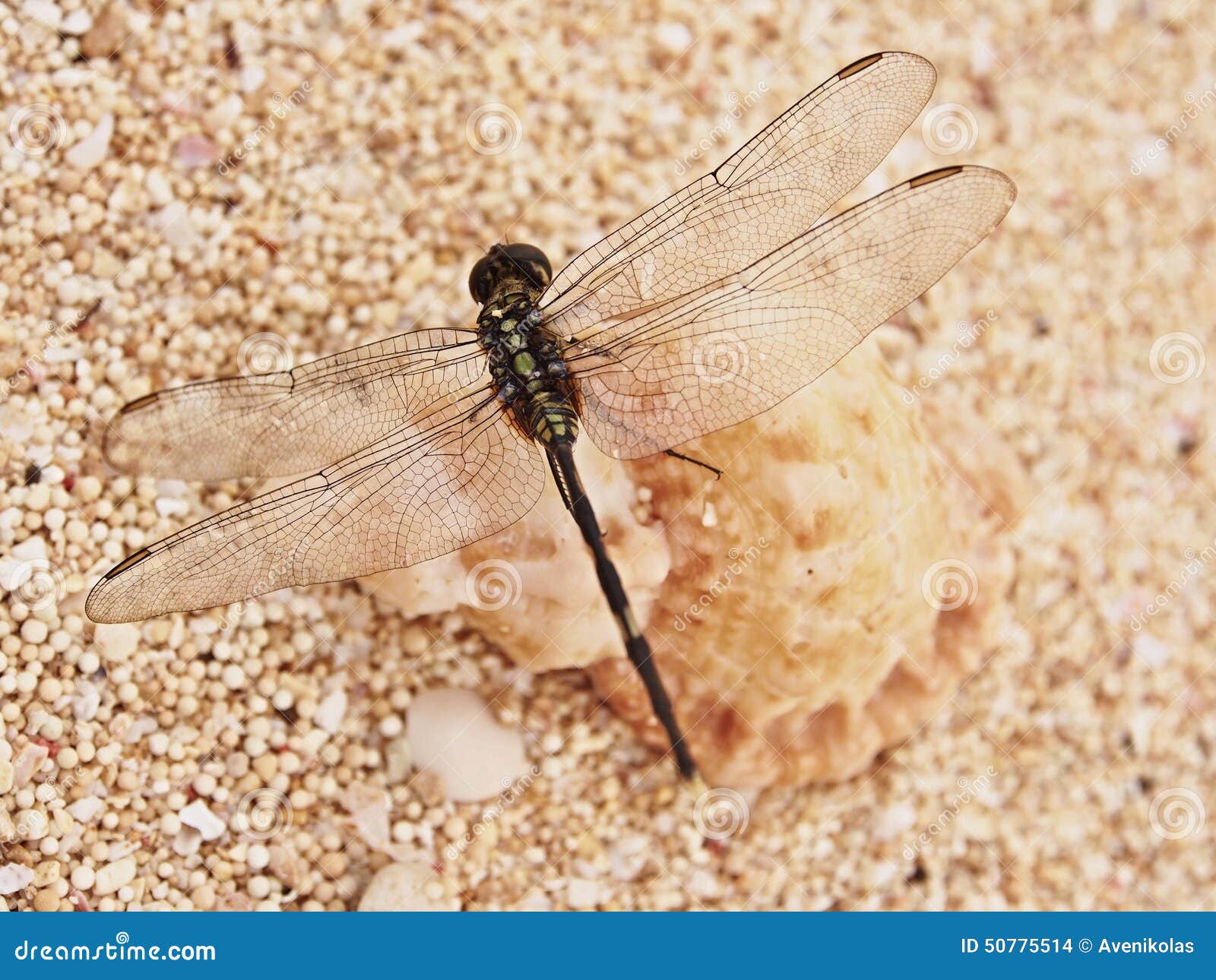 A Dragonfly on the Sand stock photo. Image of ecosystem - 50775514
