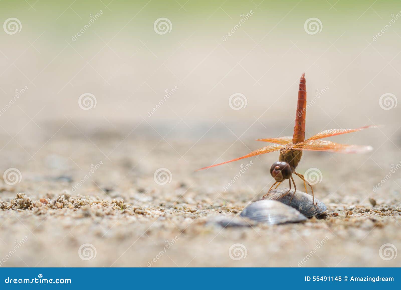 Dragonfly on sea shell stock photo. Image of eyes, damselfly - 55491148