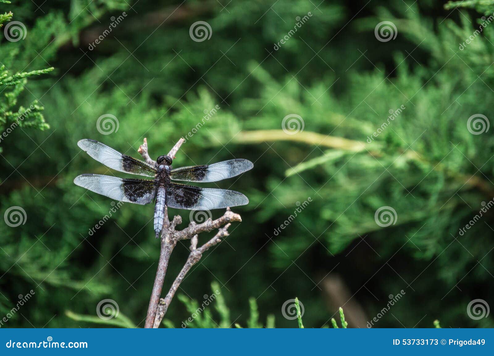 Dragonfly stock image. Image of moments, light, insect - 53733173