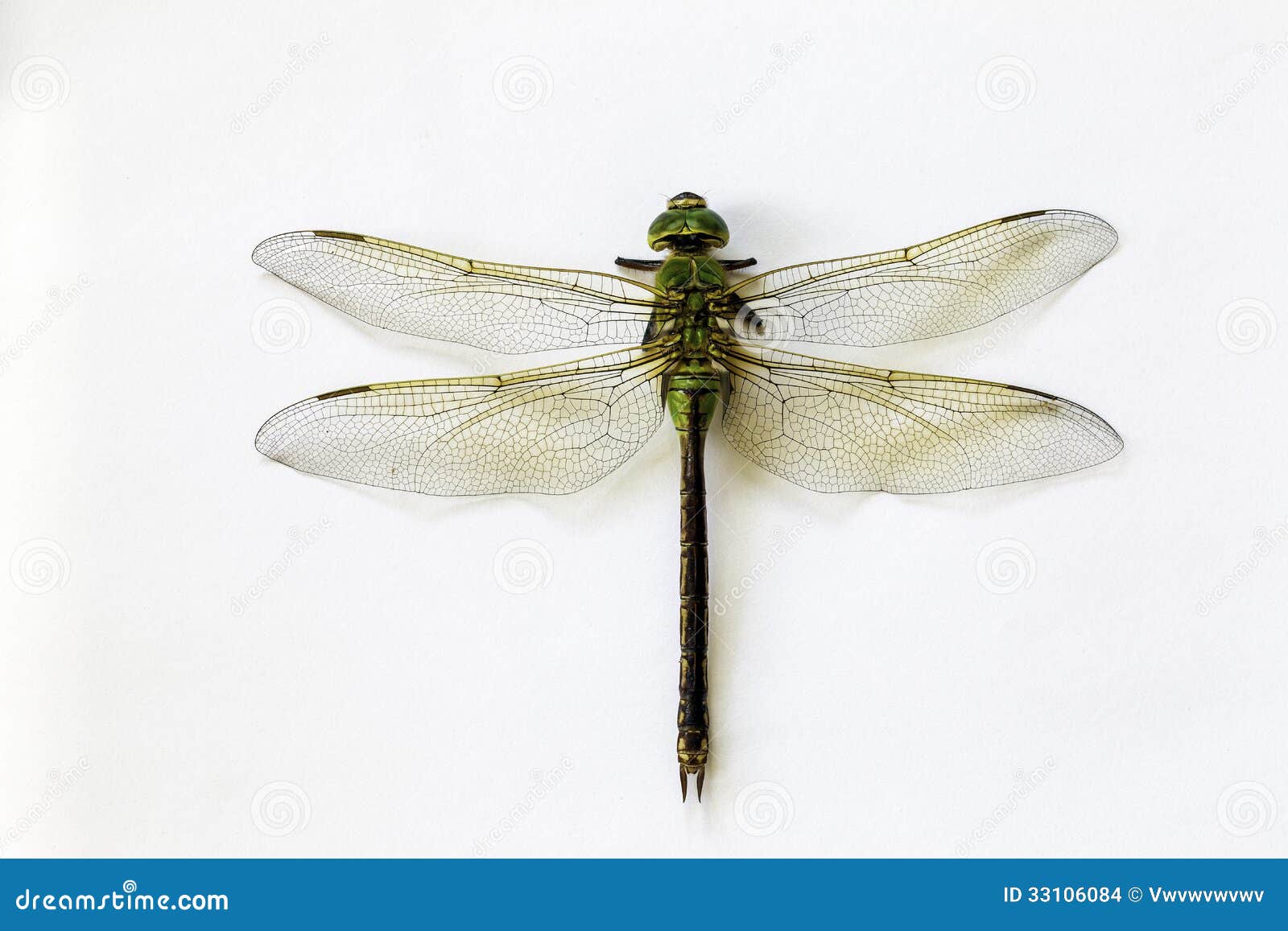 Dragonfly Symmetry Stock Image | CartoonDealer.com #80031451