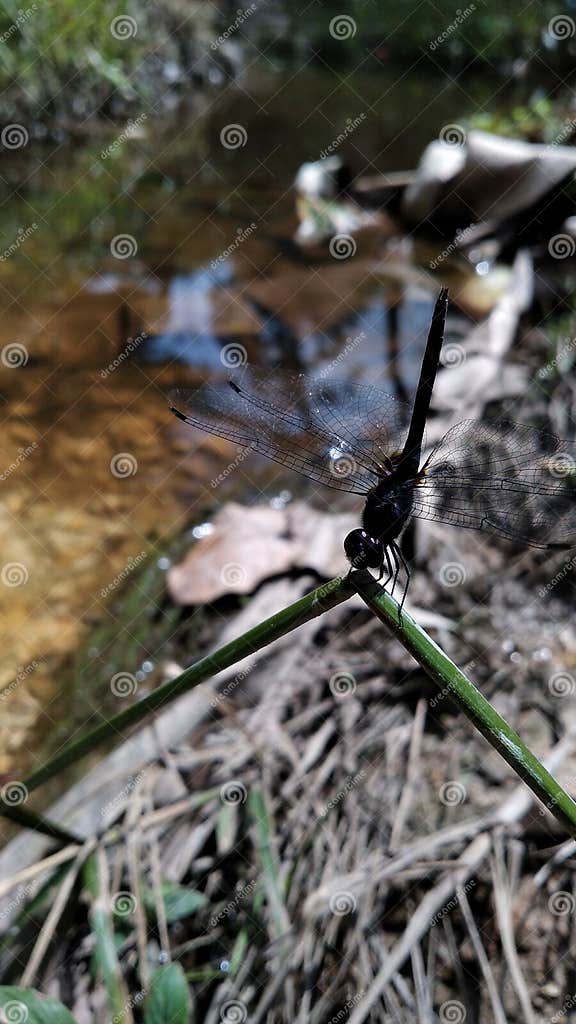 Dragonfly in shadow stock photo. Image of odonata, arthropoda - 229810200