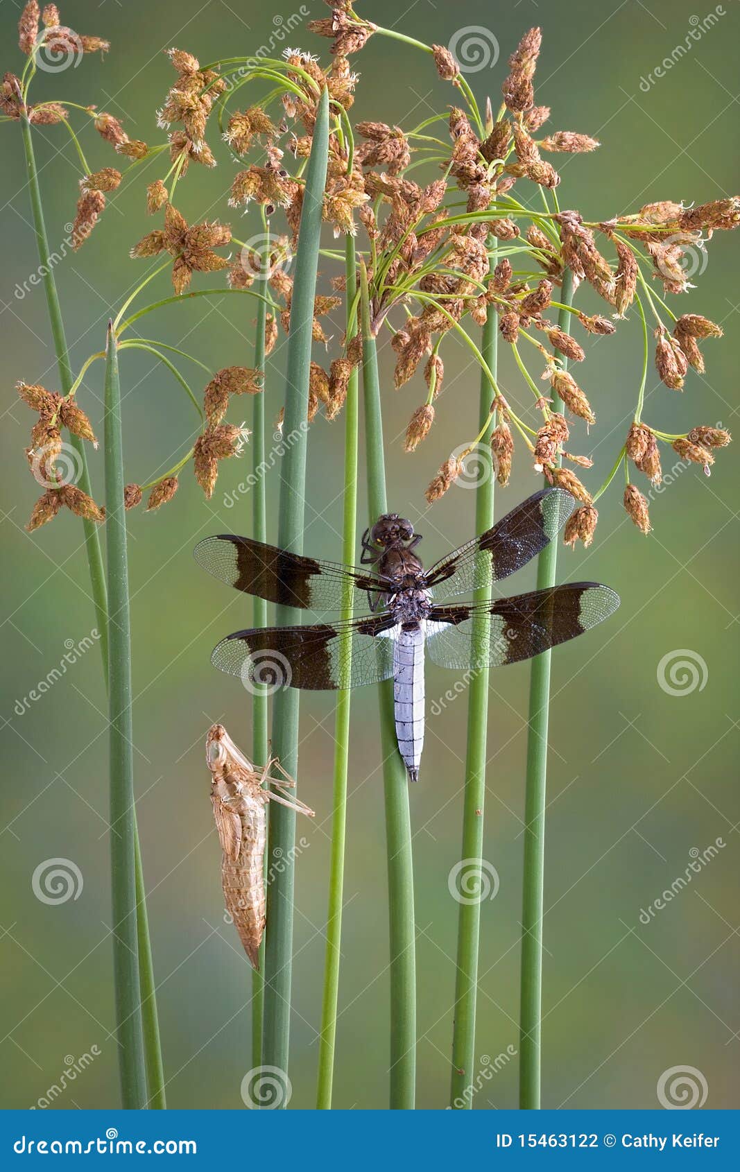 Dragonfly and shed skin stock photo. Image of flying - 15463122