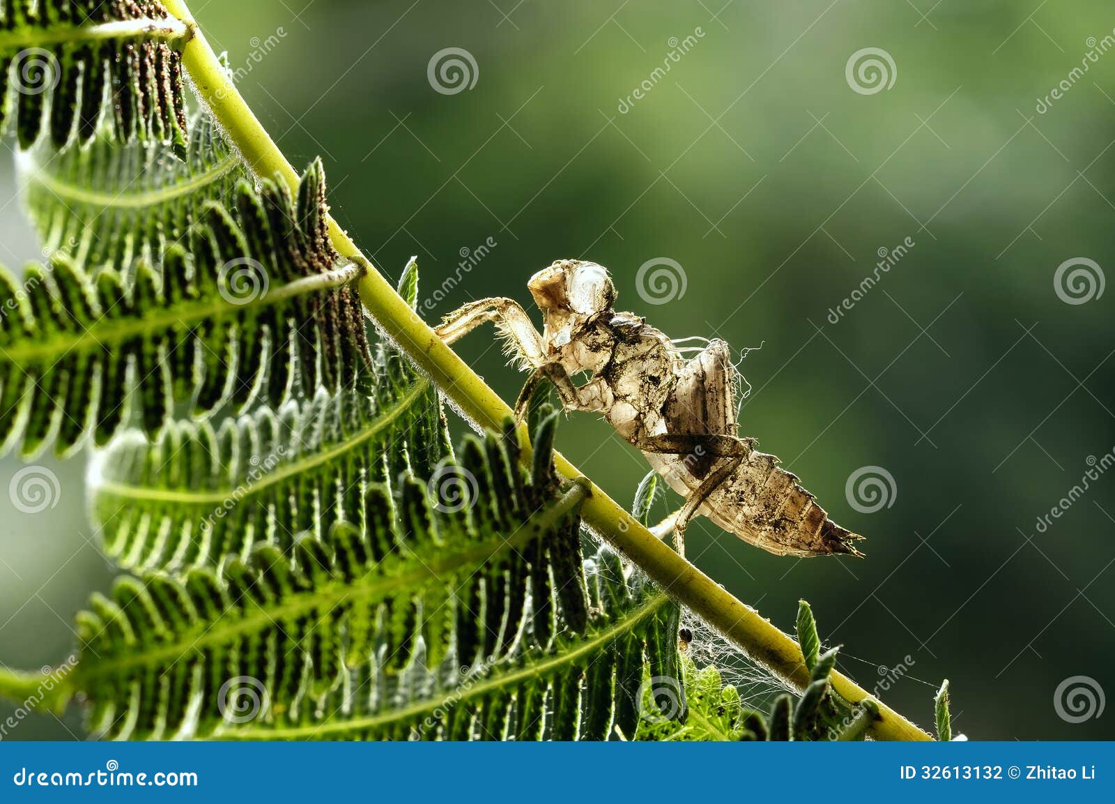 The dragonfly shell stock photo. Image of shell, leave - 32613132