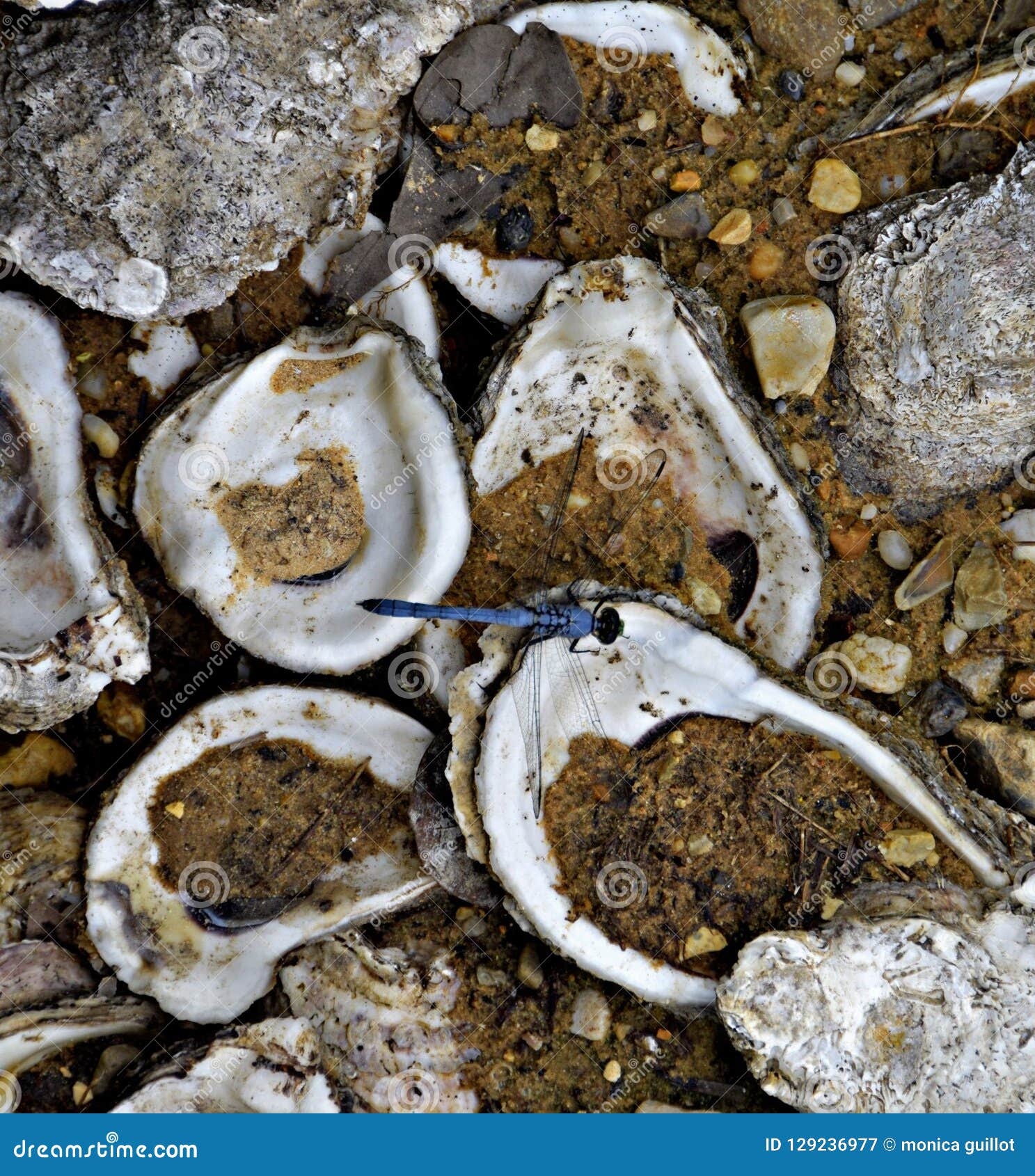 Dragonfly shell stock image. Image of shells, seaside - 129236977