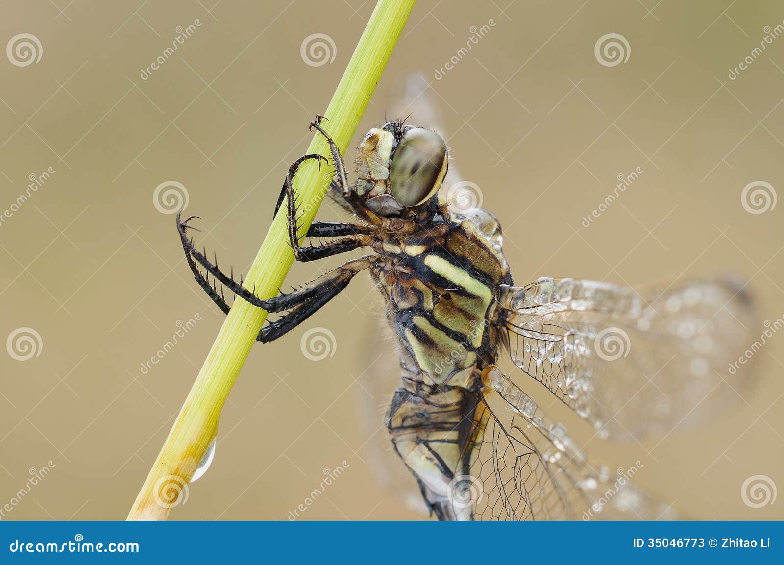 A dragonfly side close-up stock image. Image of head - 35046773