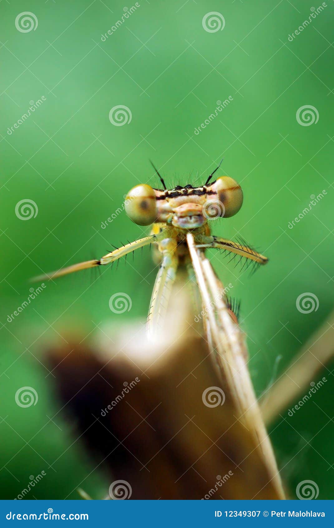 Dragonfly singer stock image. Image of lake, insects - 12349307