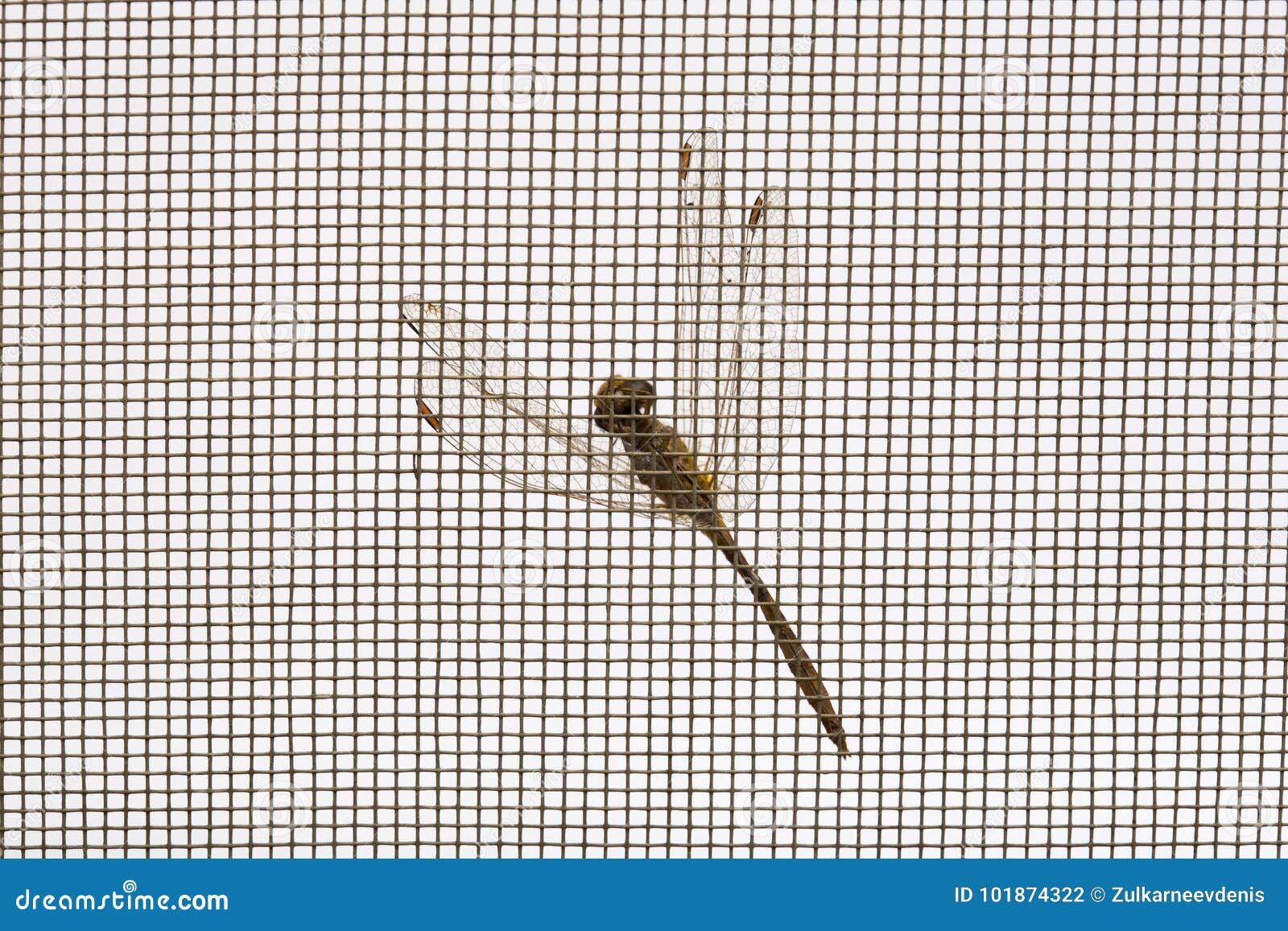 A Dragonfly Sits on a Insect Protection Net Stock Photo - Image of ...