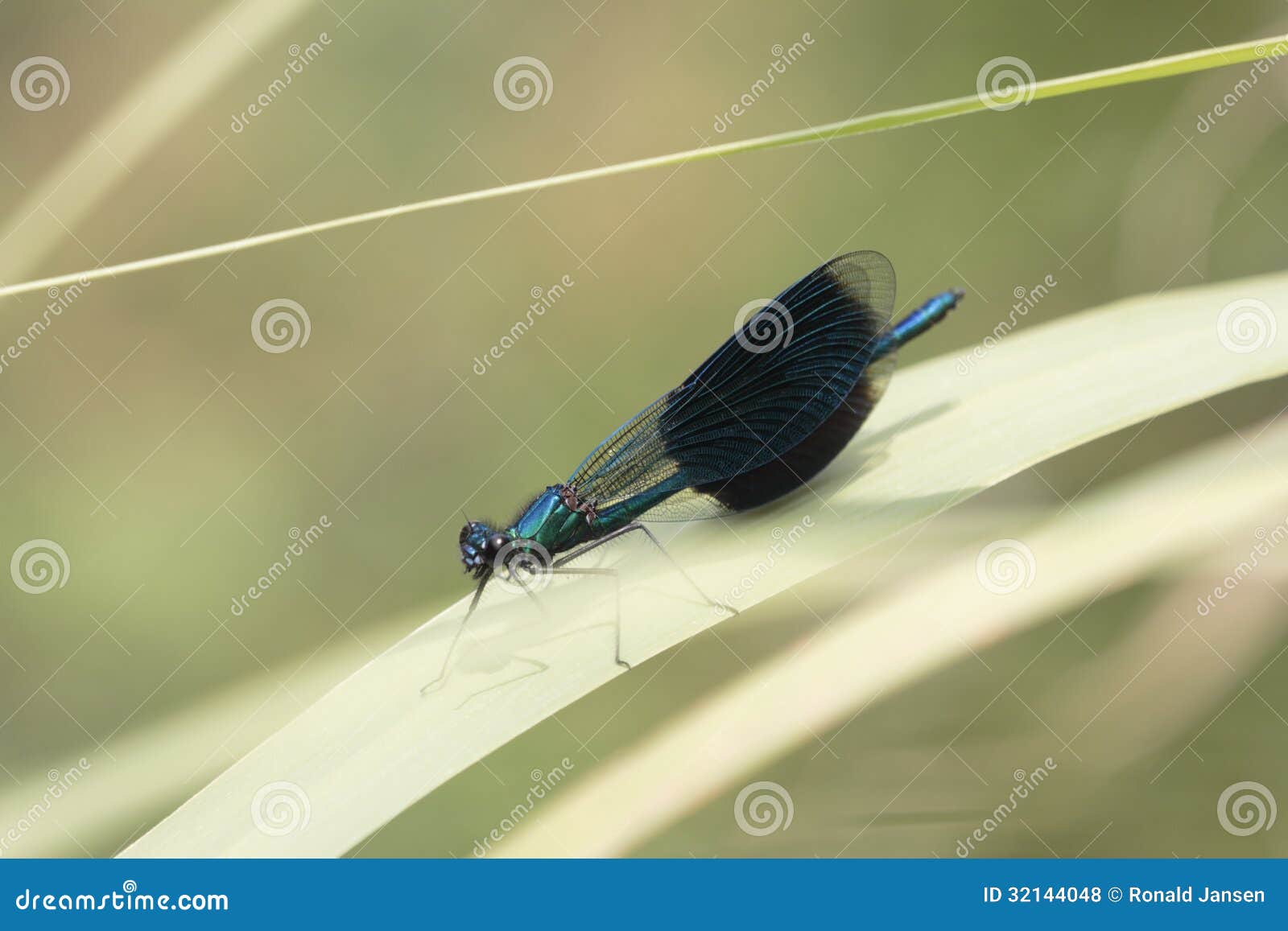 Dragonfly sits on reed stock photo. Image of plant, nature - 32144048