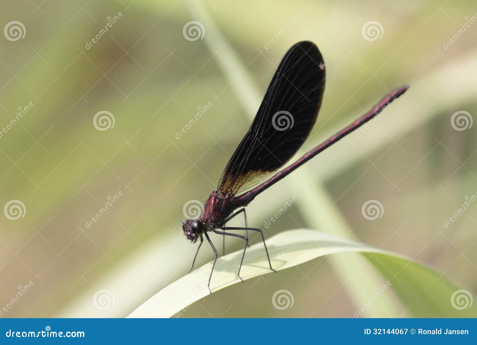 Dragonfly Sits on Reed Above a Stream Stock Image - Image of insekt ...