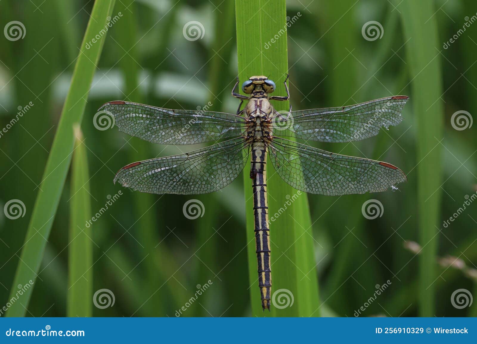 Dragonfly Sits in the Reeds on the Lake Stock Image - Image of green ...