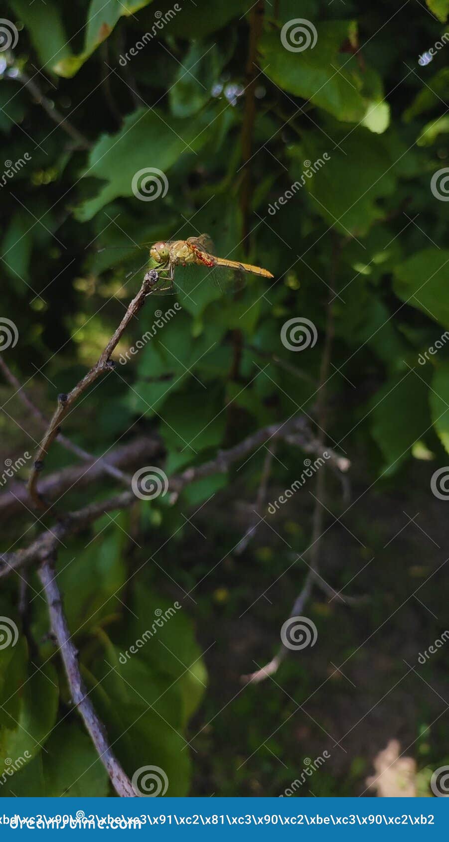 Dragonfly Sits on a Tree Branch in the Garden Stock Photo - Image of ...