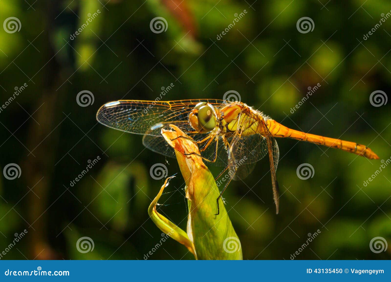 Dragonfly stock photo. Image of hexapod, invertebrate - 43135450