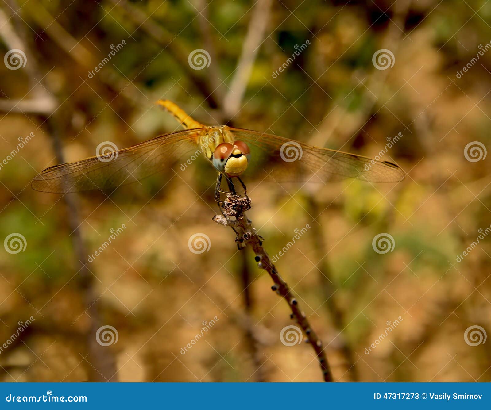 Dragonfly stock image. Image of smiling, animals, eyes - 47317273