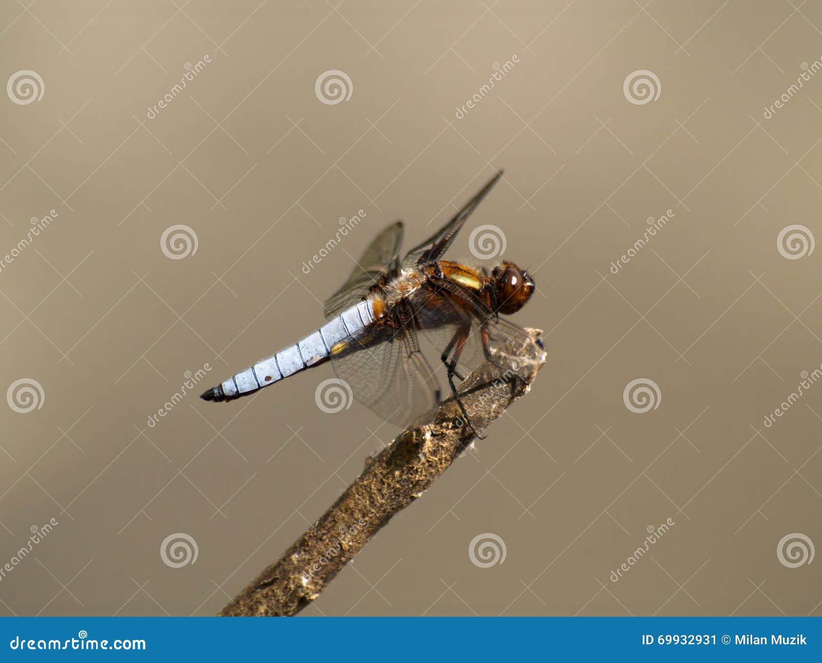 Dragonfly stock image. Image of pond, branch, insect - 69932931