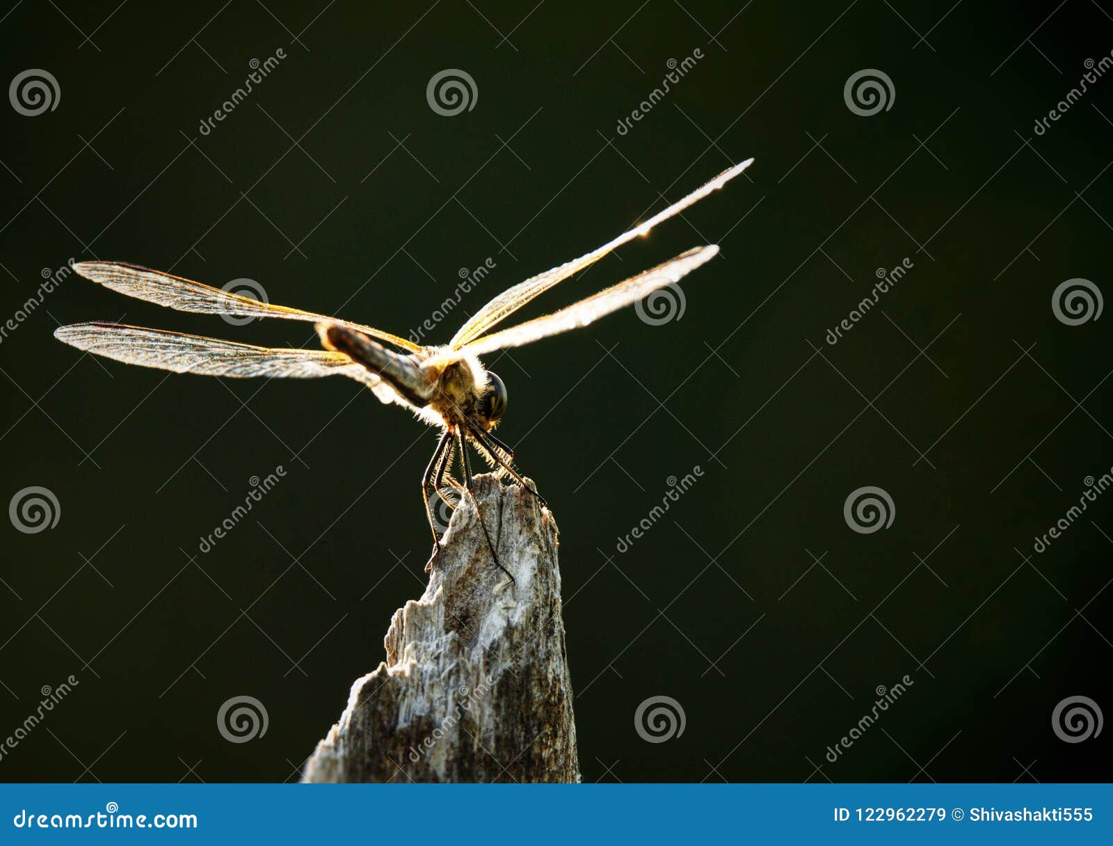 Dragonfly sitting stock image. Image of tree, dark, dragonfly - 122962279