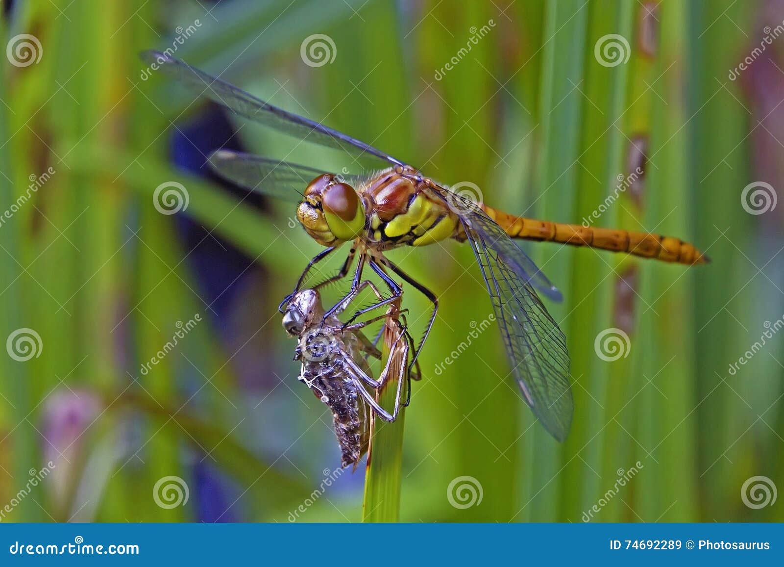 Dragonfly Sitting on Its Grub Stock Image - Image of oviposit, lake ...