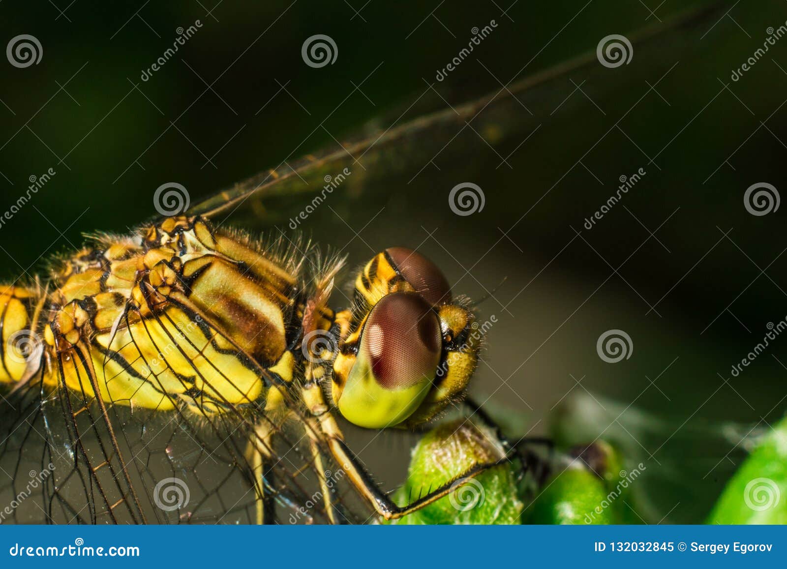 Dragonfly Sitting on the Plant Extreme Close Up of Insect Stock Image ...