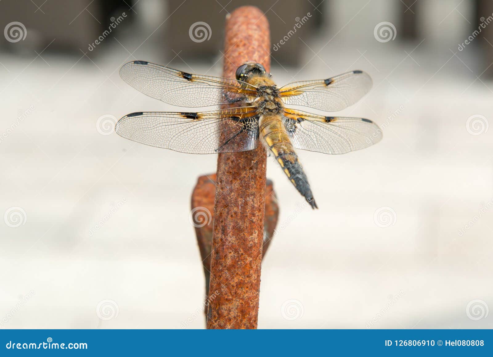 Dragonfly Resting, Closeup of Dragonfly Stock Photo - Image of garden ...