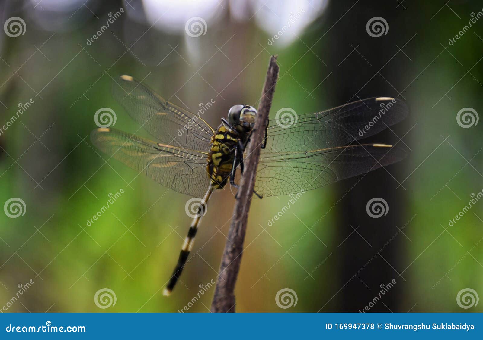 Dragonfly Sitting on a Stick Bokhe Wallpaper . Stock Photo - Image of ...