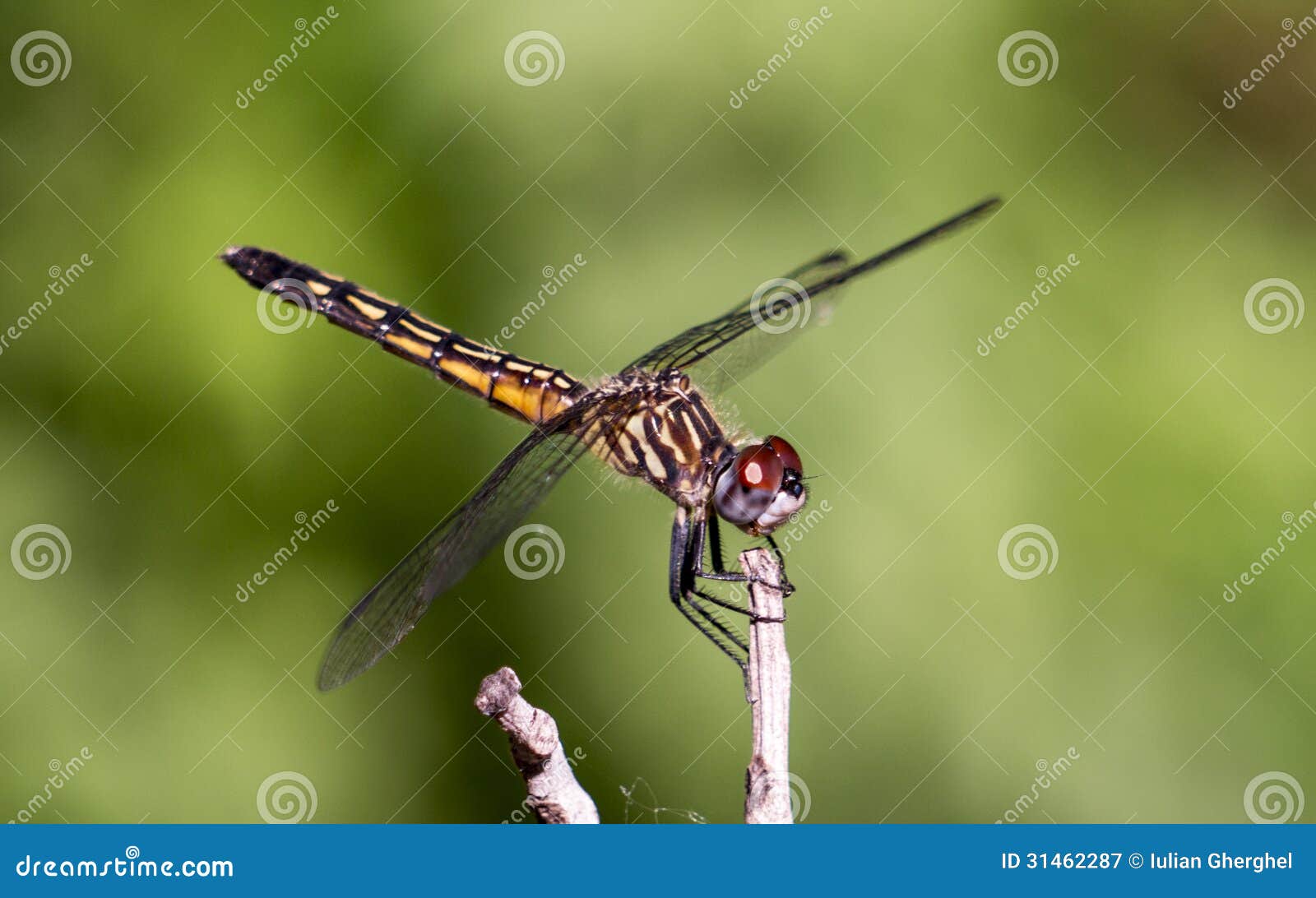 Dragonfly stock image. Image of details, predator, animal - 31462287