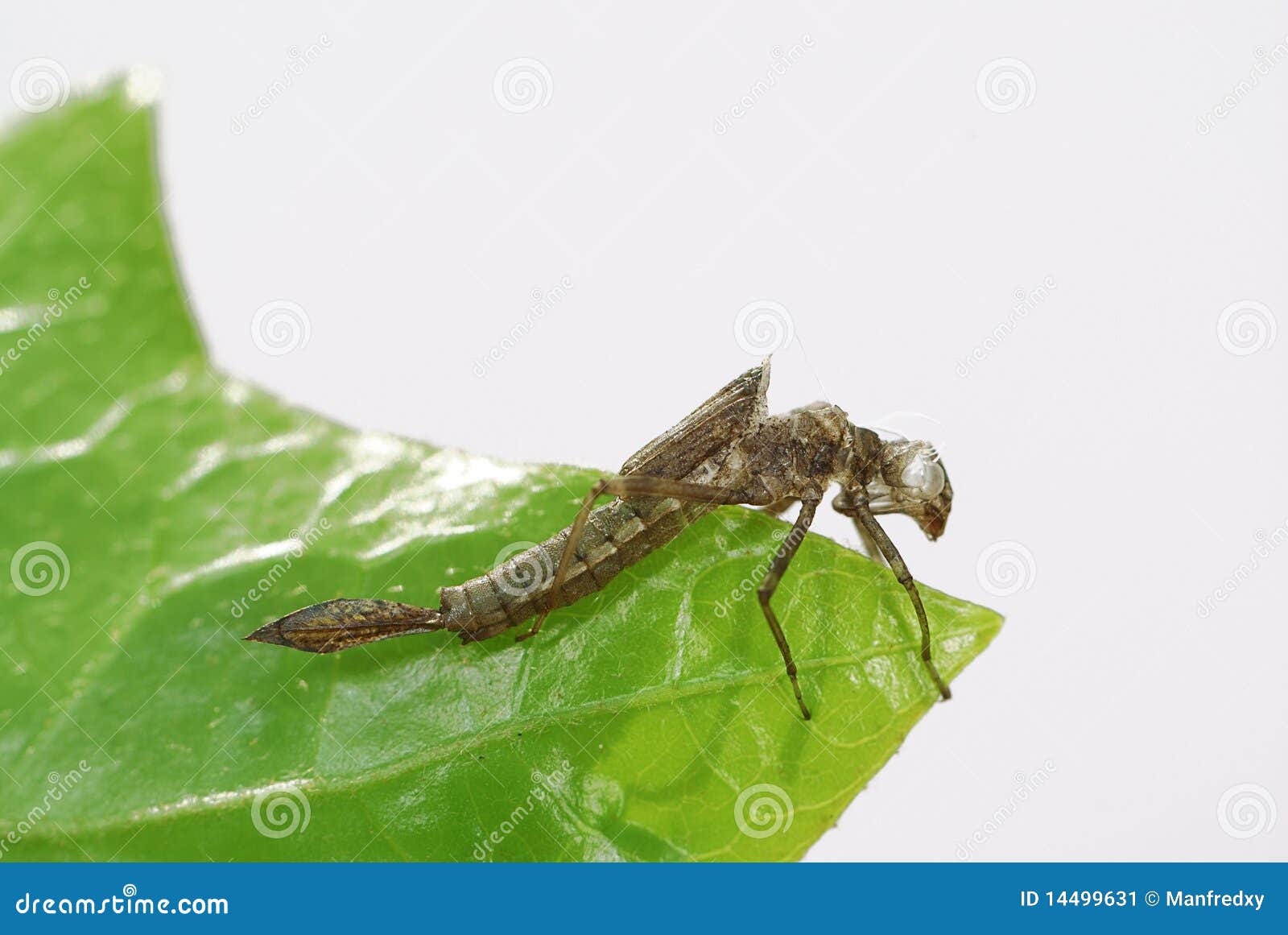 Dragonfly skin stock image. Image of larva, skin, nymph - 14499631