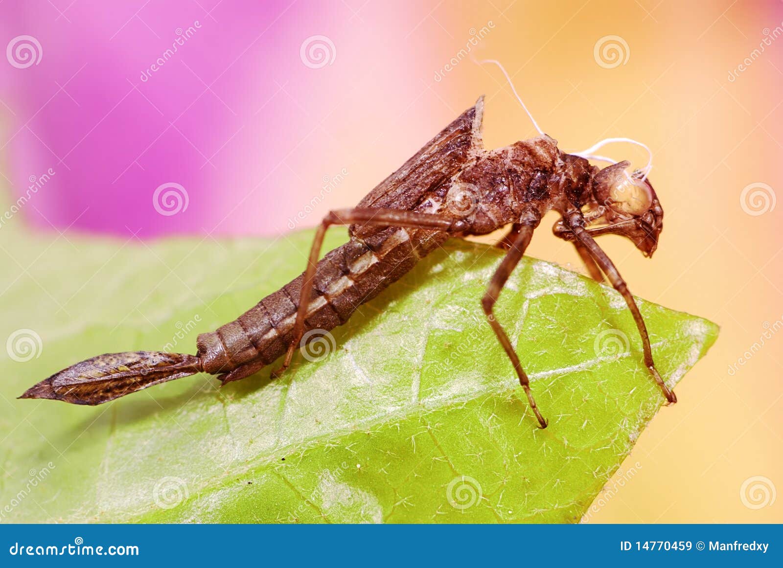 Dragonfly skin stock image. Image of damselfly, nymph - 14770459