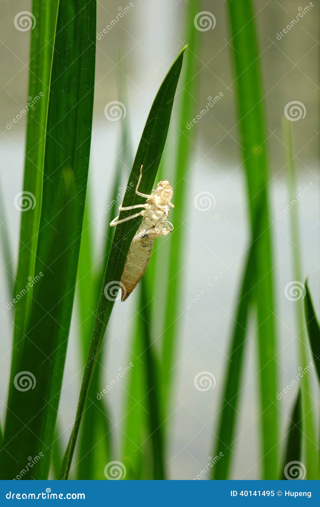 Dragonfly skin on leaf stock image. Image of animal, creature - 40141495