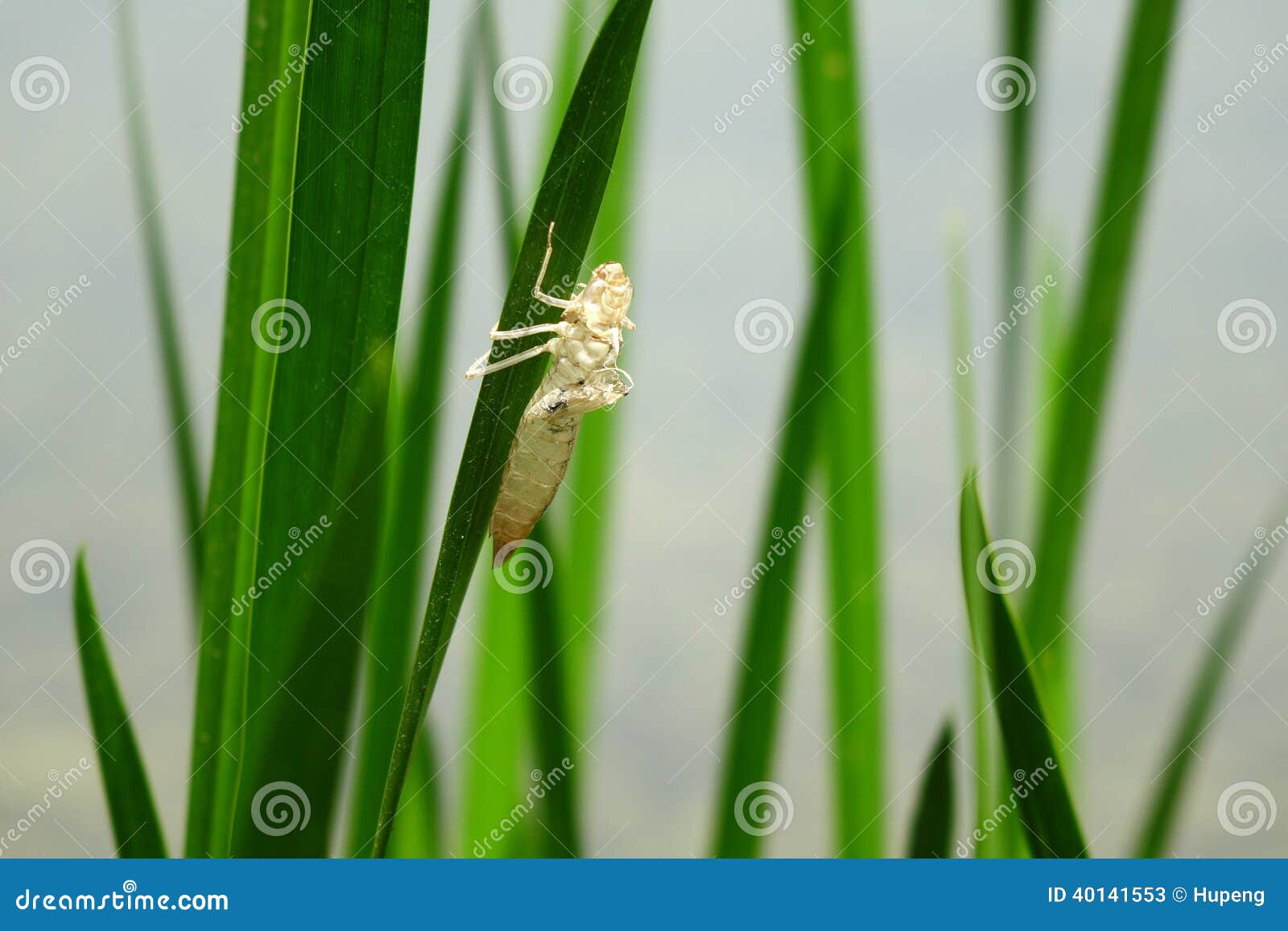 Dragonfly skin on leaf stock image. Image of background - 40141553