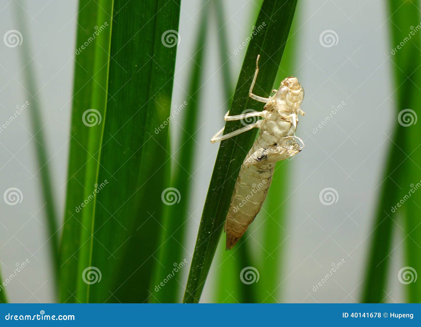 Dragonfly skin on leaf stock photo. Image of dragonfly - 40141678