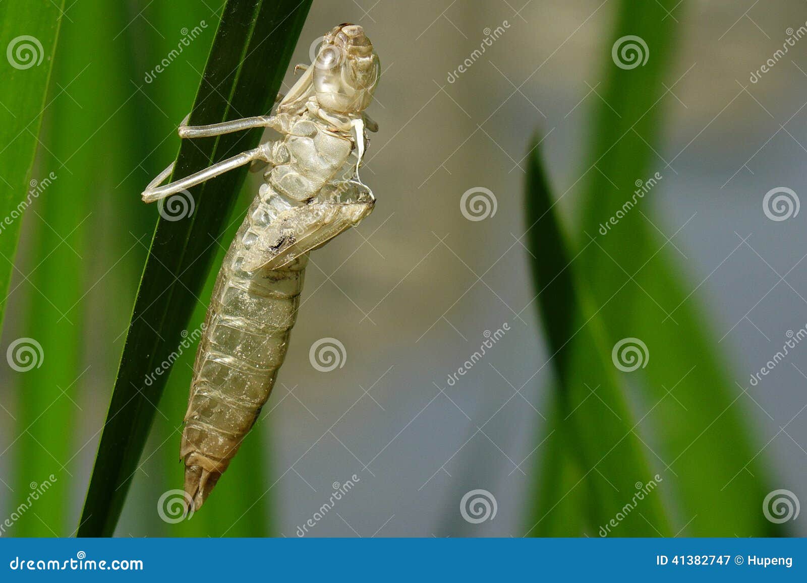 Dragonfly skin on leaf stock image. Image of delicate - 41382747