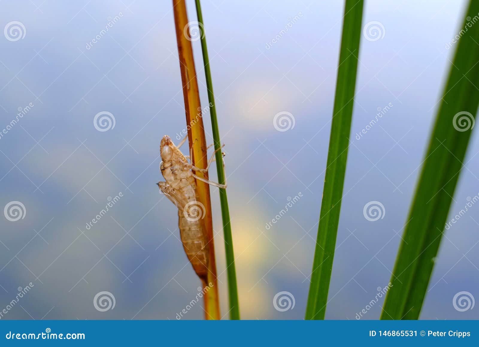 Dragonfly skin stock image. Image of form, reed, skin - 146865531