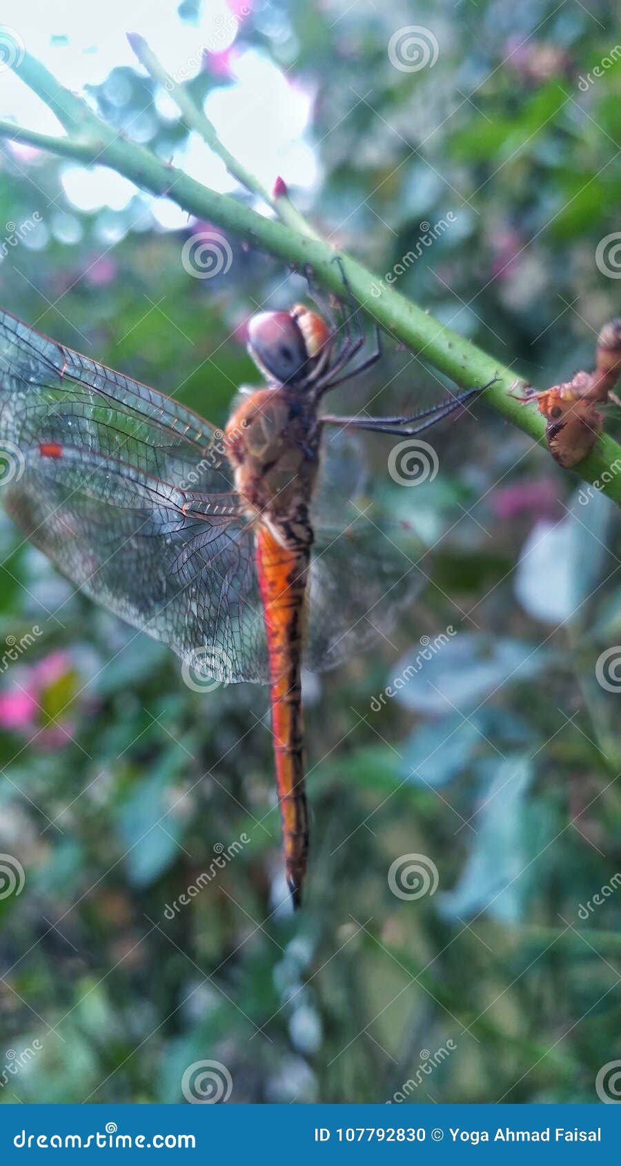 Dragonfly stock photo. Image of flower, morning, dragonfly - 107792830