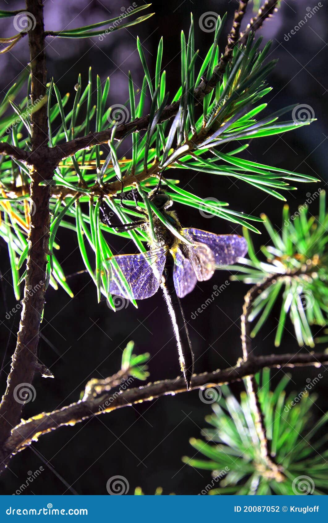 Dragonfly Sleeping on a Pine Branch Stock Photo - Image of branch, tail ...