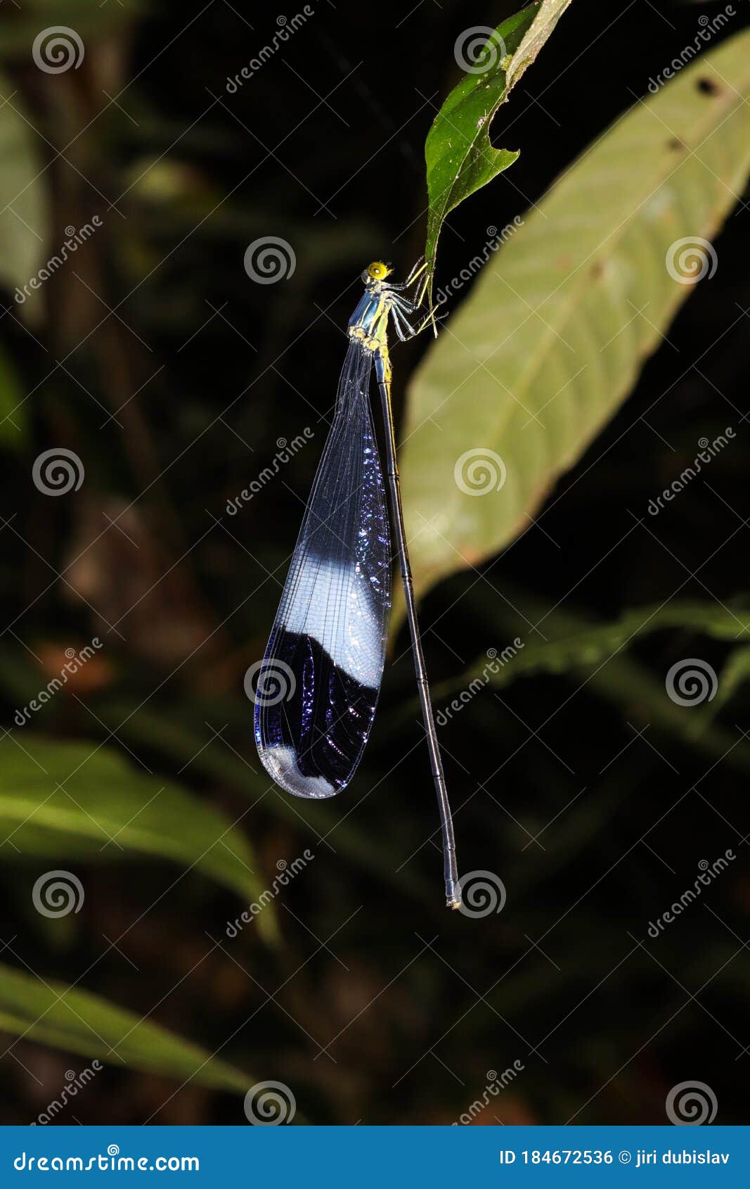 Dragonfly Sleeping Under a Leaf in the Rainforest Stock Photo - Image ...