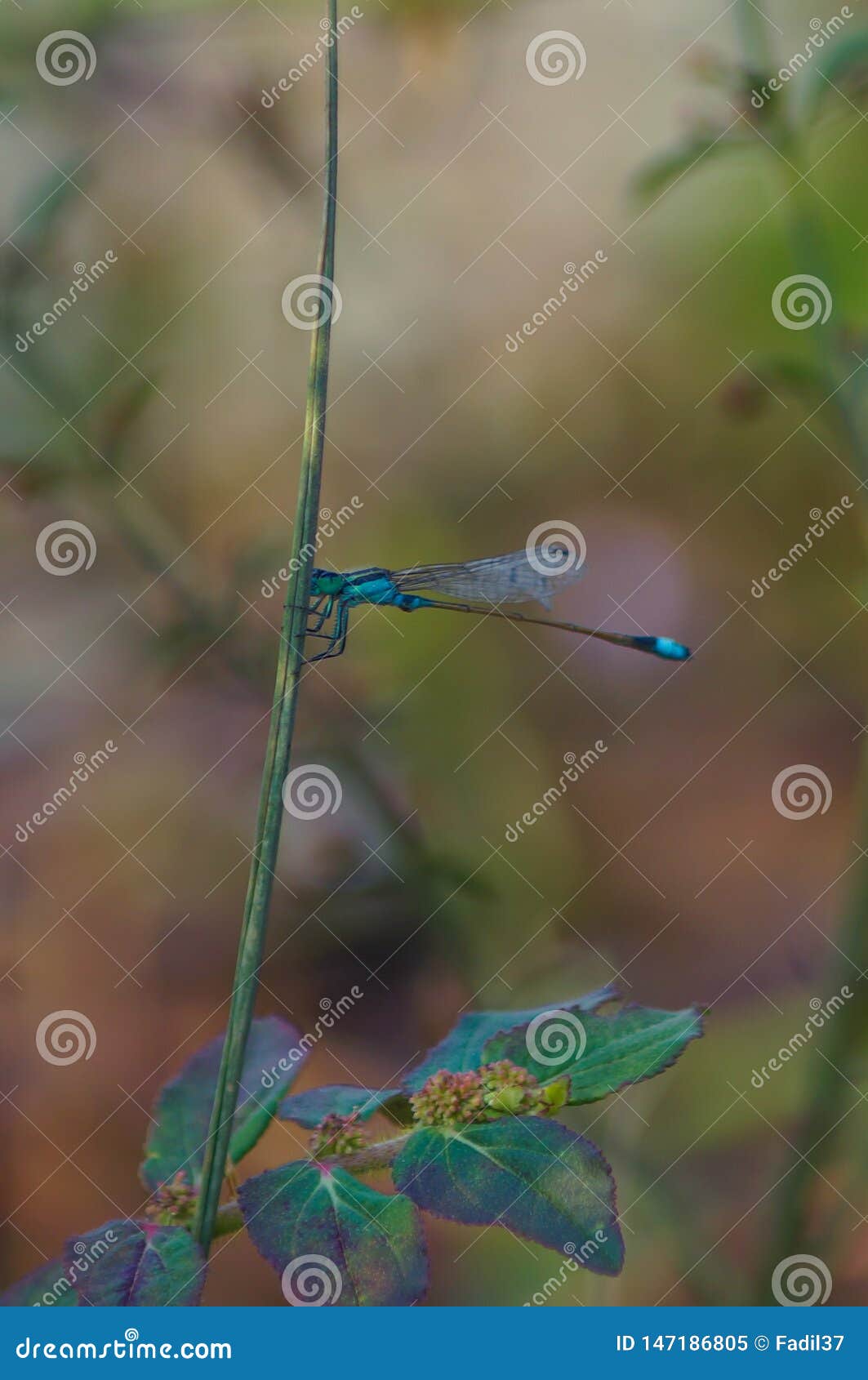 Dragonfly stock image. Image of road, nature, green - 147186805