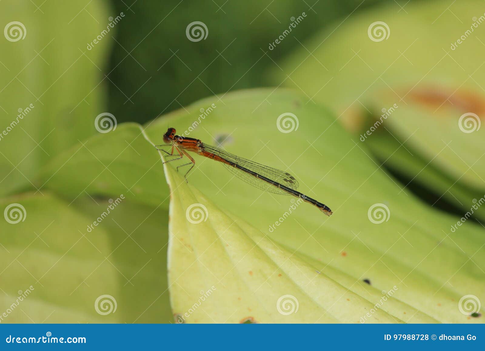 Dragonfly stock photo. Image of small, leaves, dragonflies - 97988728