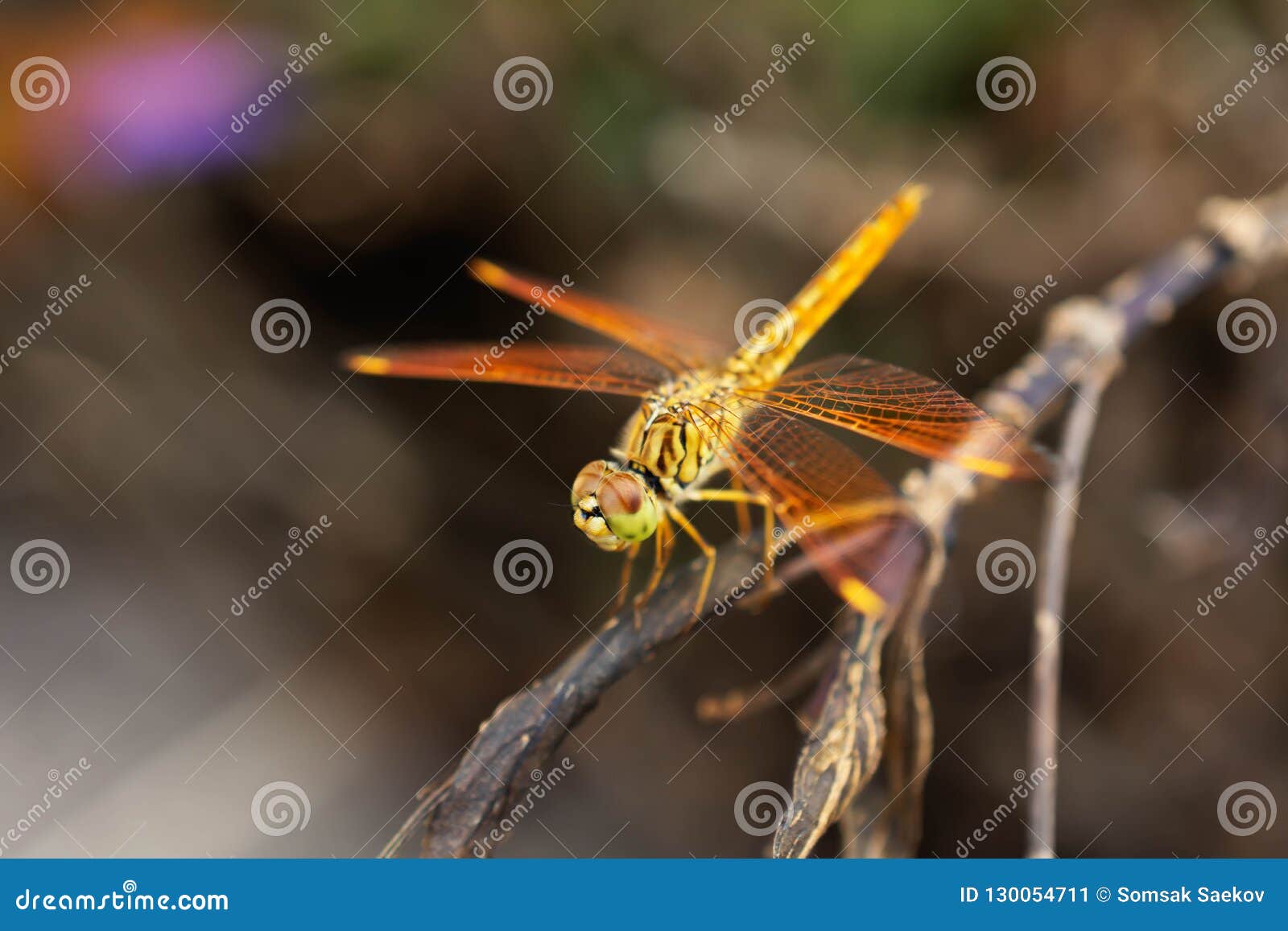 Dragonfly Smiles on the Branches. Stock Image - Image of outdoor ...