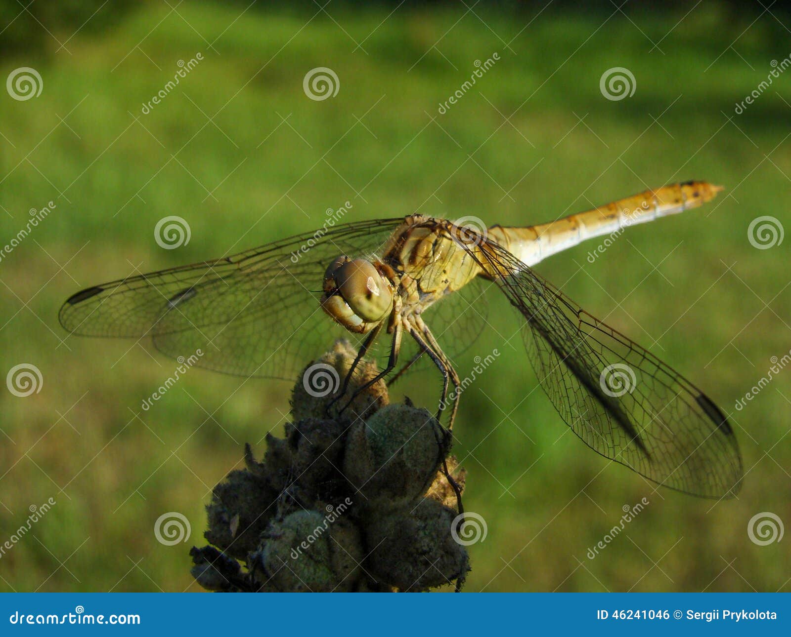 Dragonfly stock photo. Image of tree, nature, park, flora - 46241046