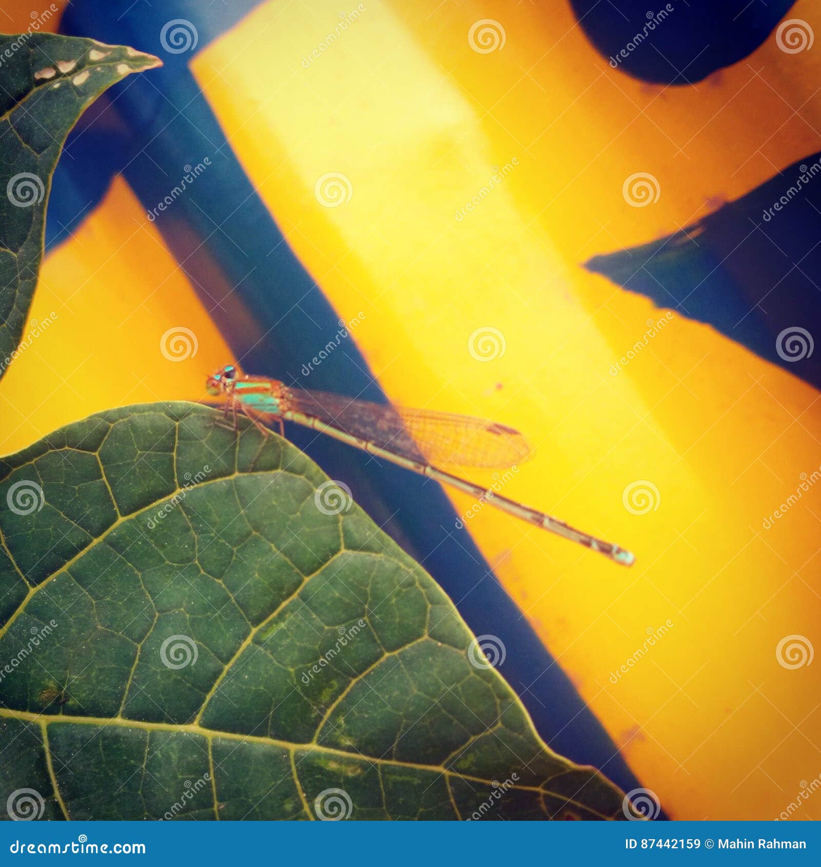 Sneaky Insect Stock Photos - Free & Royalty-Free Stock Photos from ...