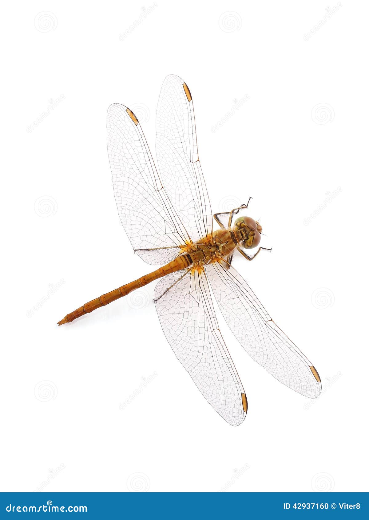 Dragonfly Southern Skimmer Isolated on White Stock Photo - Image of ...
