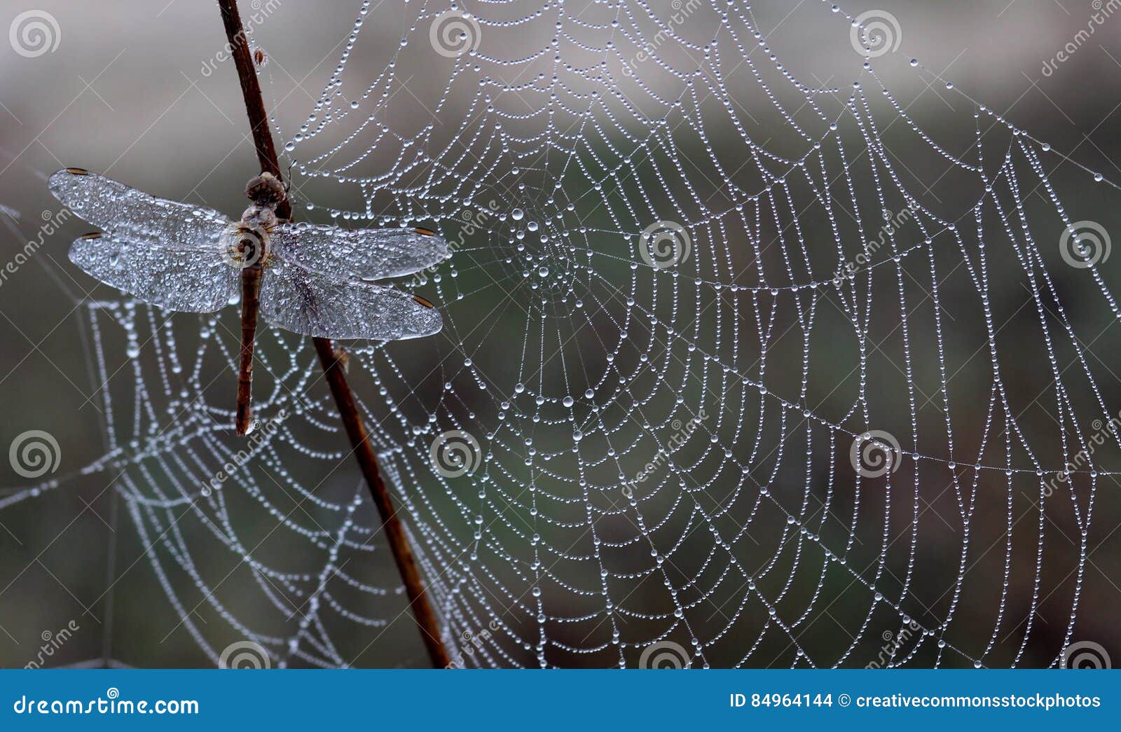 Dragonfly On Spider Web Picture. Image: 84964144
