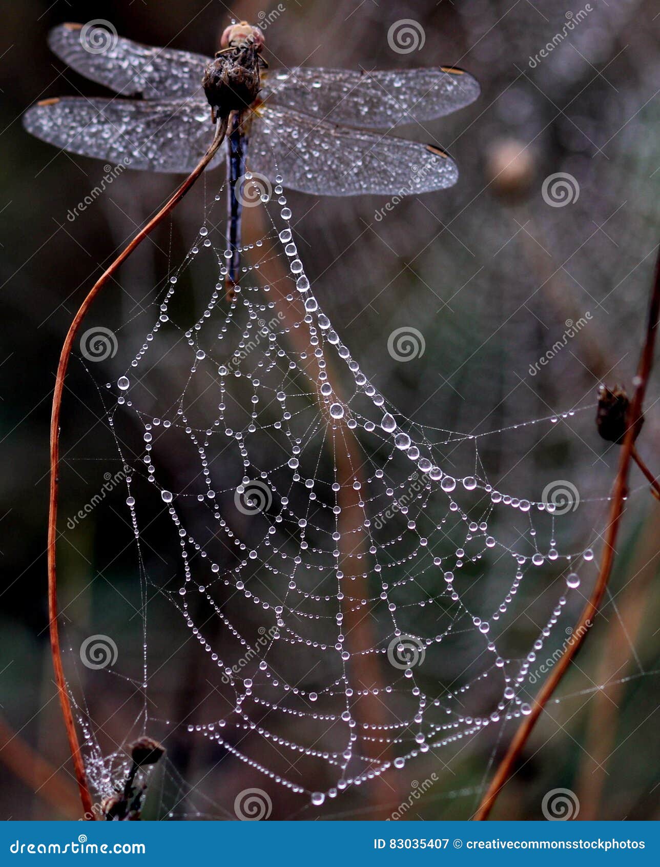 Dragonfly In Spider Web Picture. Image: 83035407