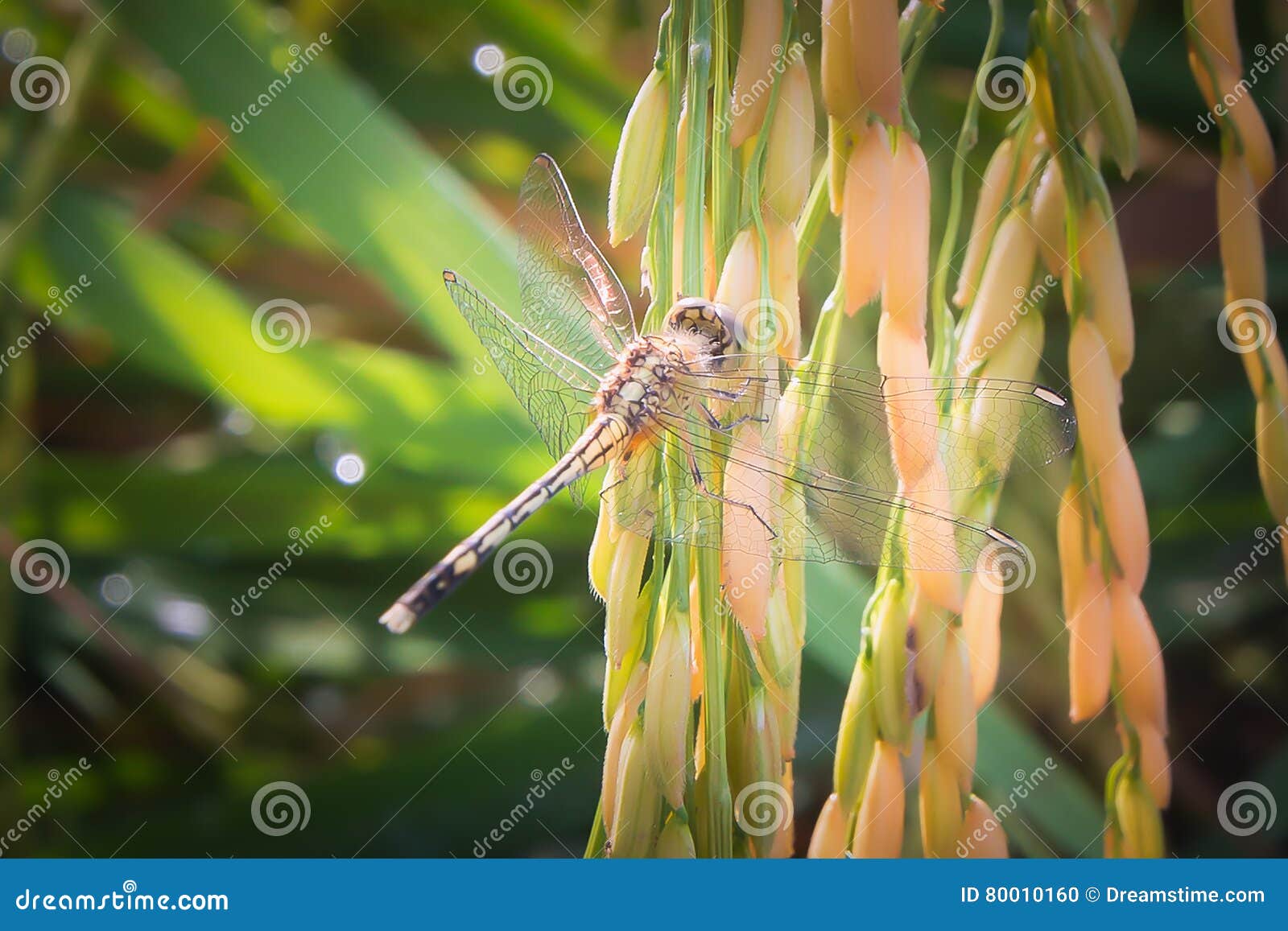 Dragonfly spike stock photo. Image of fields, green, morning - 80010160