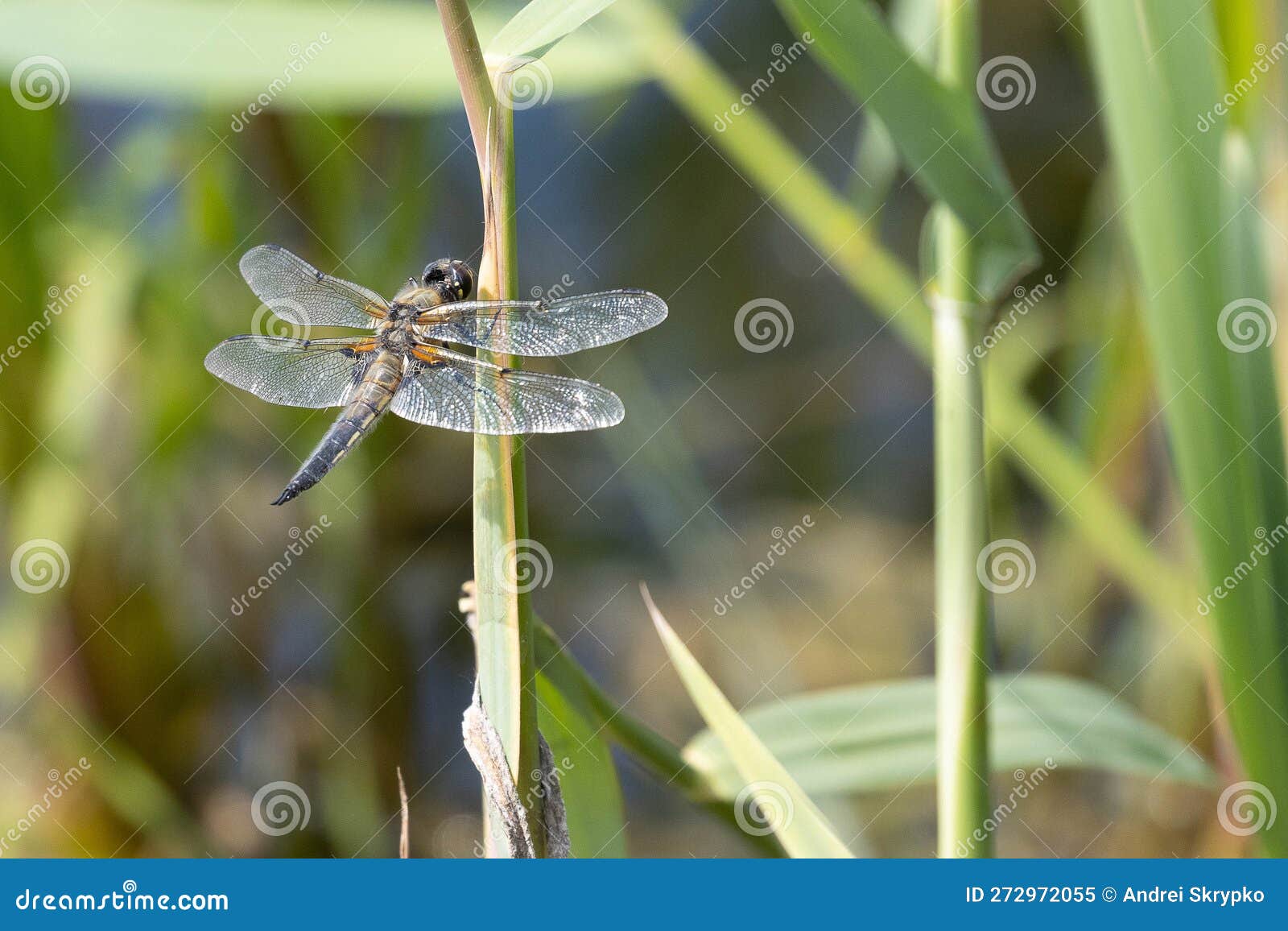 Dragonfly with Spread Wings Close-up Stock Image - Image of grass ...