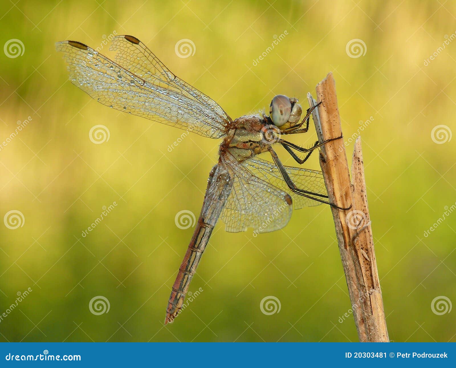 Dragonfly spring stock image. Image of nature, light - 20303481