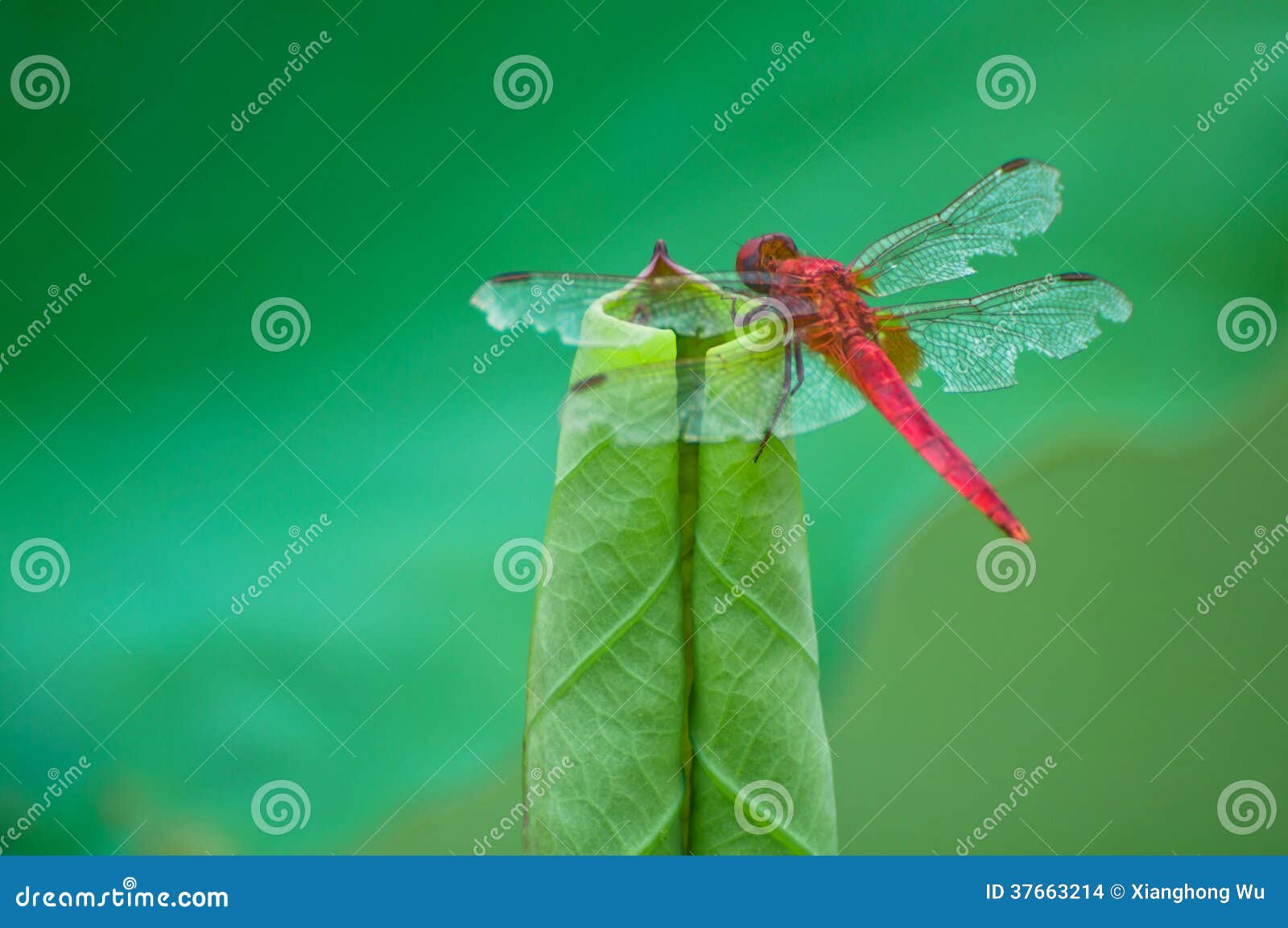 Dragonfly on Lotus bud stock photo. Image of meditation - 37663214